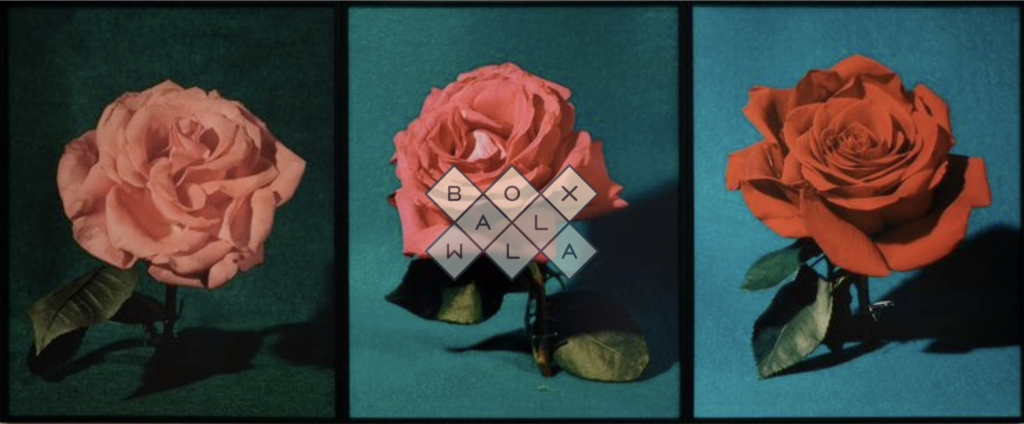 Ode to Rose - Boxwalla